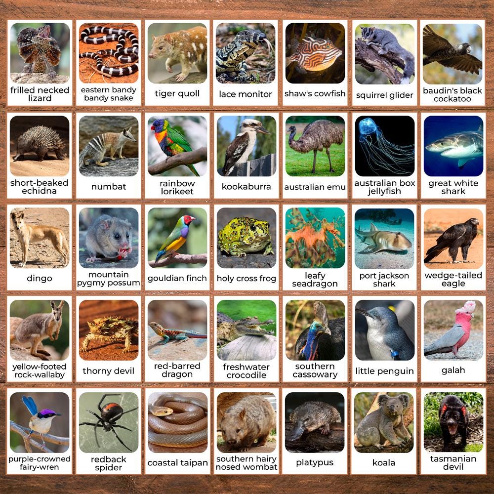 Animals of Australia Flashcards Animals Nomenclature Cards Amazing ...