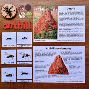 Ants Unit Study Ants Life Cycle Ants Anatomy Ant Unit Study for Kids ...