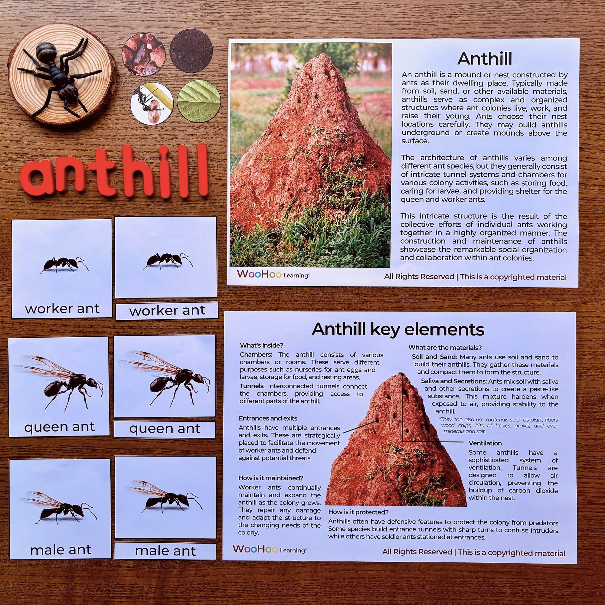 Ants Unit Study Ants Life Cycle Ants Anatomy Ant Unit Study for Kids ...