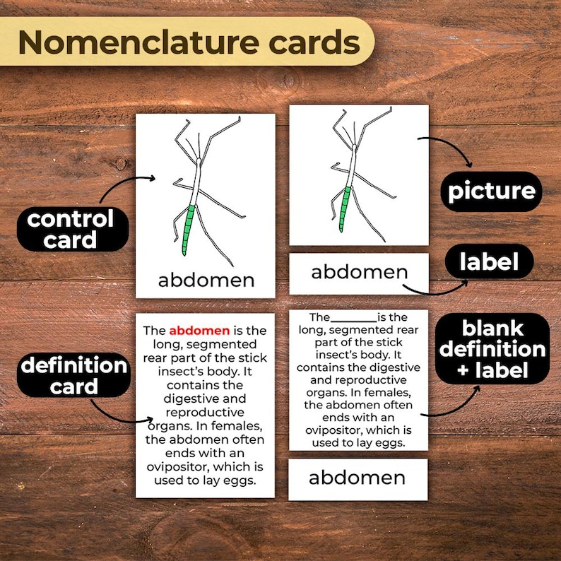 Parts of a Stick Insect Body Parts Anatomy of a Walking Stick Anatomy ...