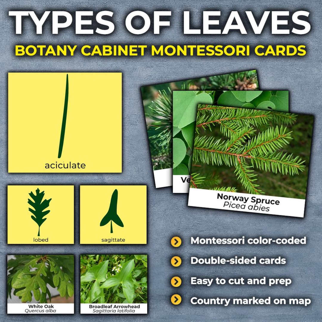 Types of Leaves | Leaf Shape, Identification | Botany Leaf Arrangement ...