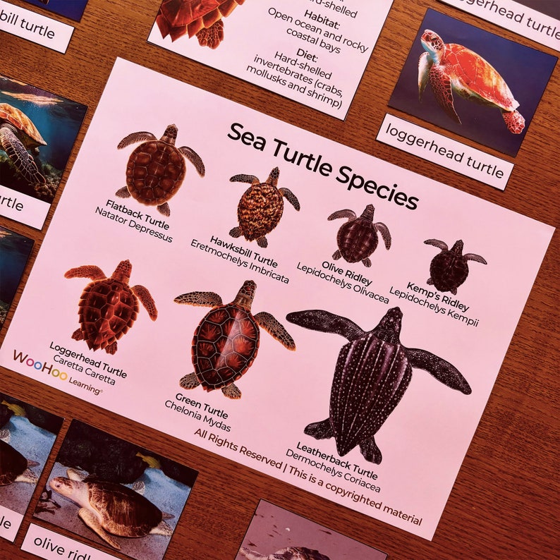 Sea Turtle Unit Study All About Sea Turtles Anatomy Sea Turtle Life ...