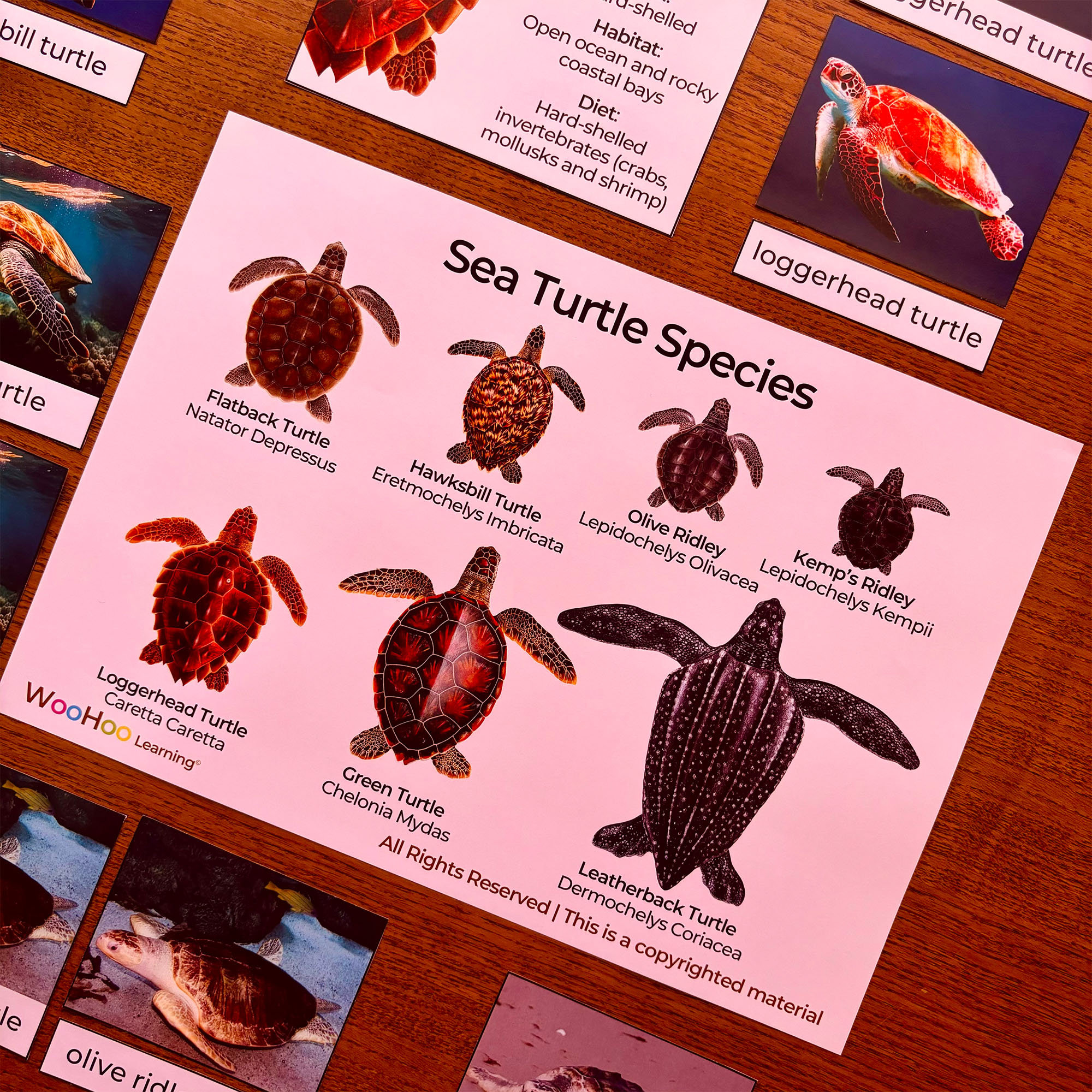 Sea Turtle Unit Study All About Sea Turtles Anatomy Sea Turtle Life ...