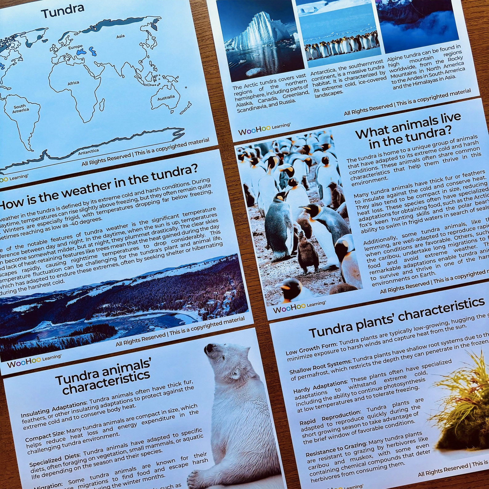 Animal Habitats Unit Study Animals and Habitats Biomes of the World ...