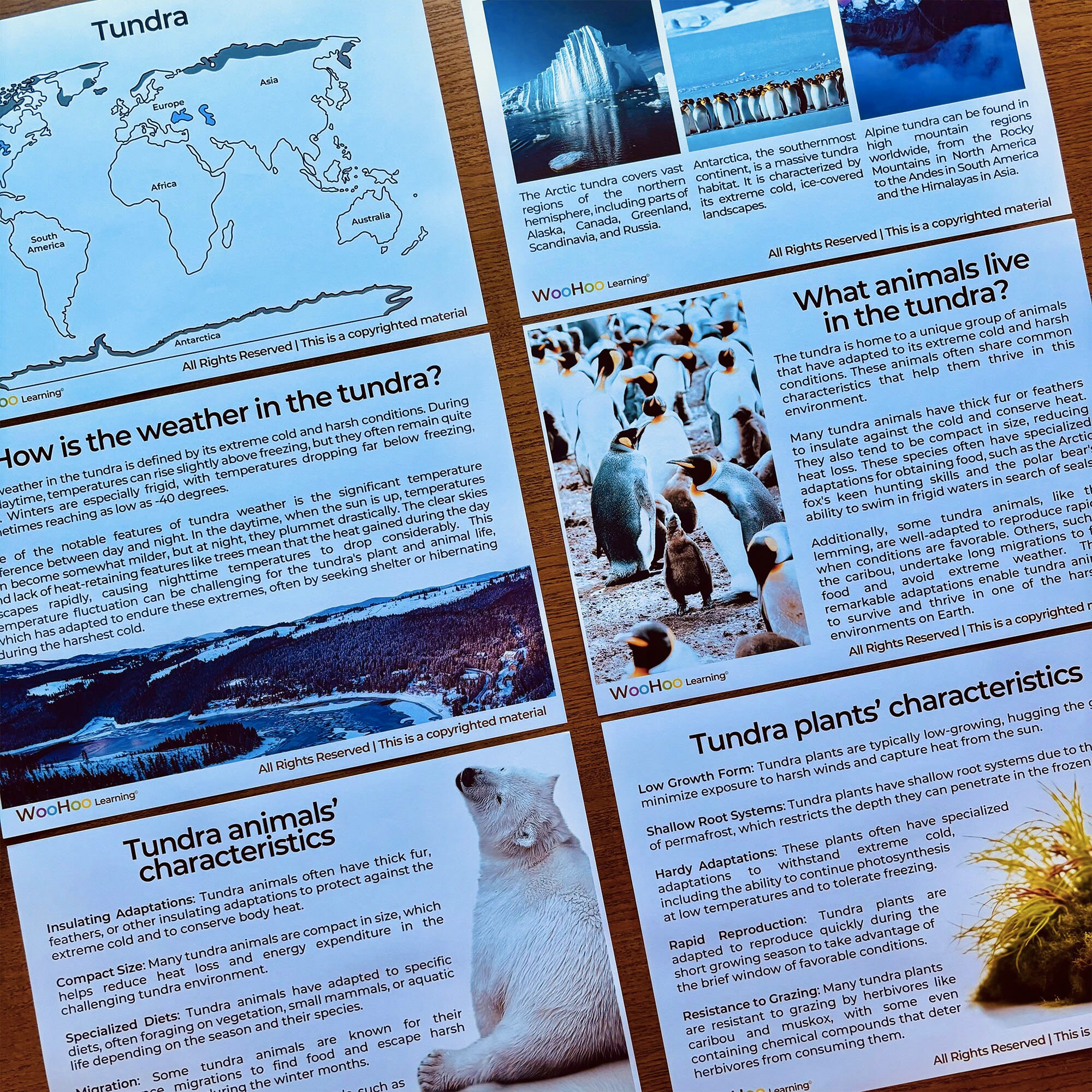 Animal Habitats Unit Study Animals and Habitats Biomes of the World ...