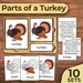 Turkey Anatomy Parts of a Wild Turkey Nomenclature Cards Tom Turkey ...