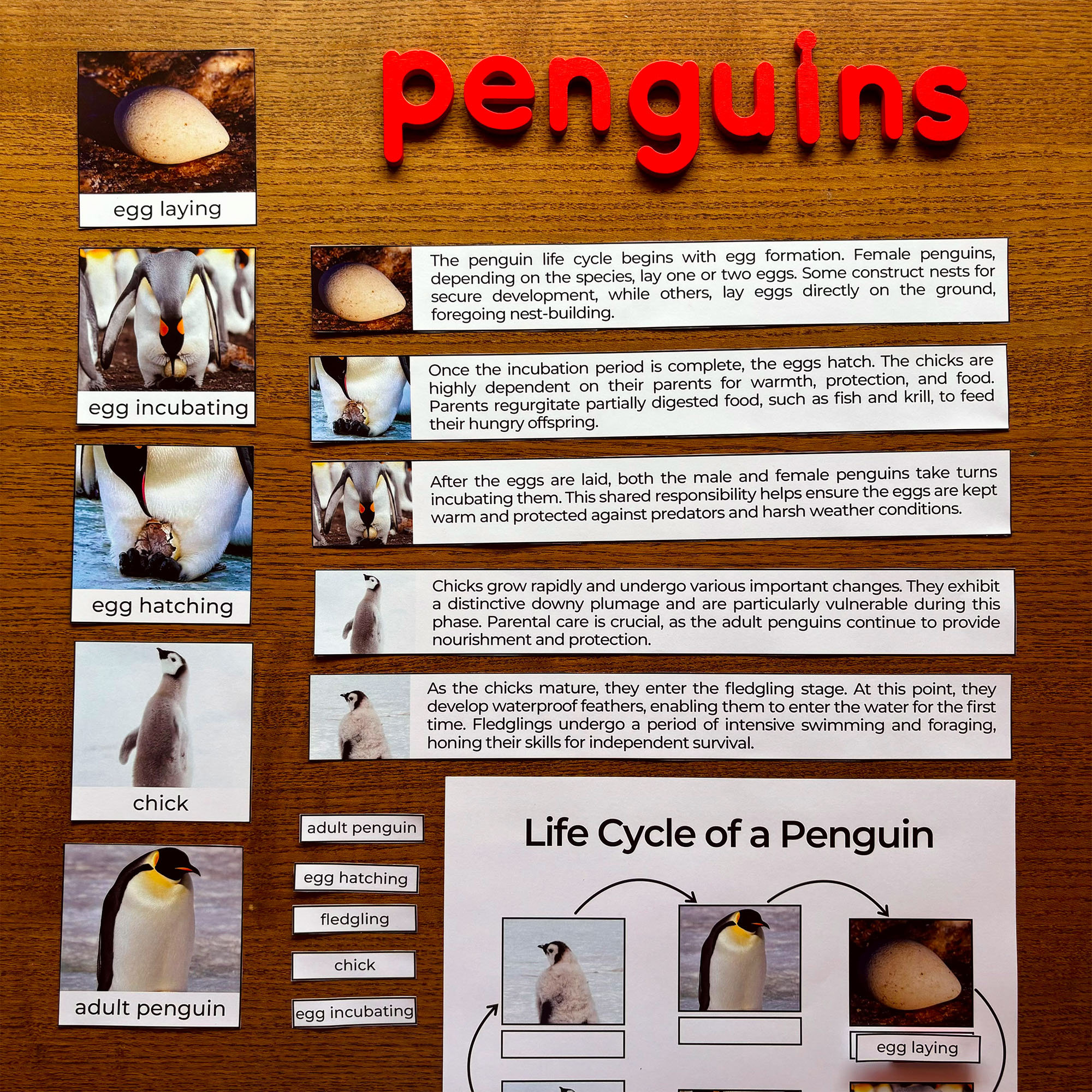 Penguins Life Cycle of a Penguin Life Cycle Unit Study Life Cycle of a ...