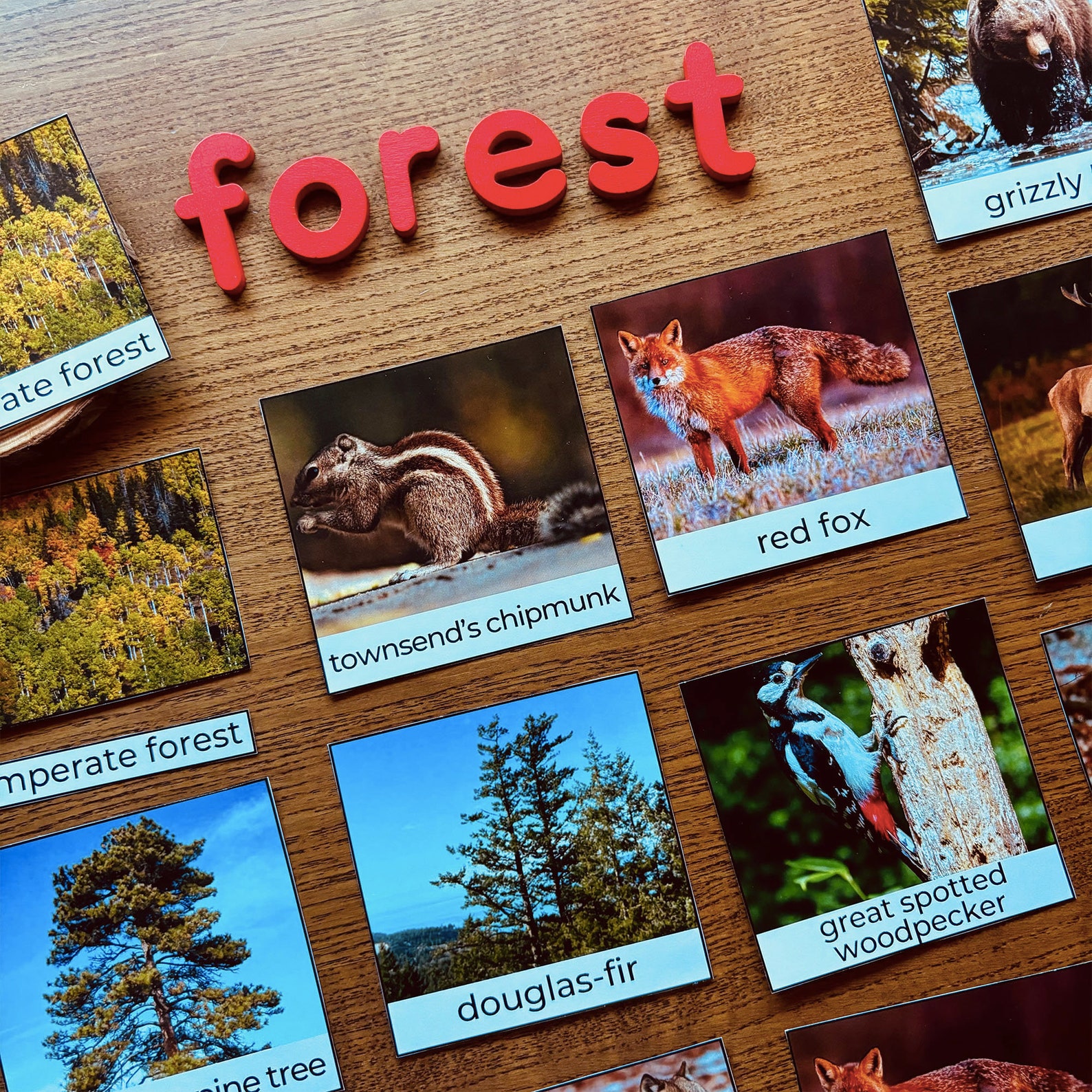 Temperate Forest Habitat Unit Study Temperate Forest Biome All About ...