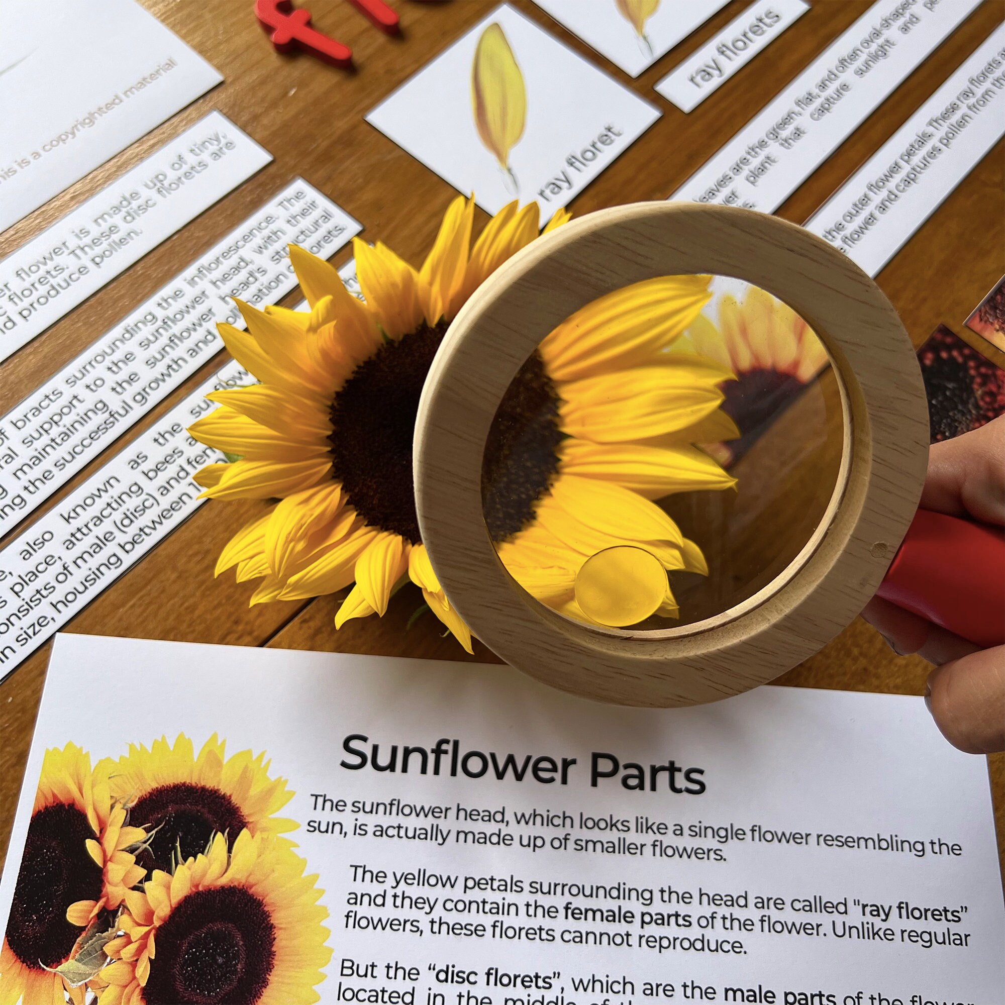 Parts of a Sunflower Anatomy Poster Sunflower Parts of a Sunflower ...