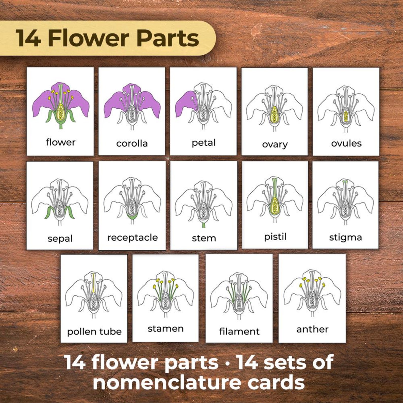Parts of a Flower Nomenclature Cards Anatomy of a Flower Cards Flower ...