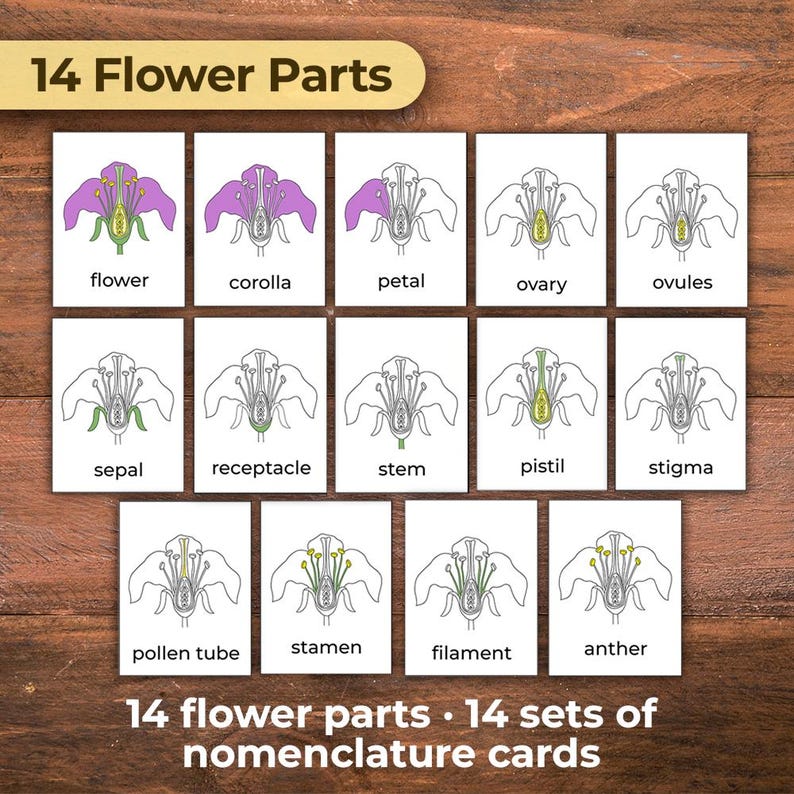 Parts of a Flower Nomenclature Cards Anatomy of a Flower Cards Flower ...