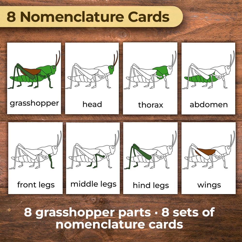 Parts of a Grasshopper Body Parts of a Grasshopper Anatomy Parts ...