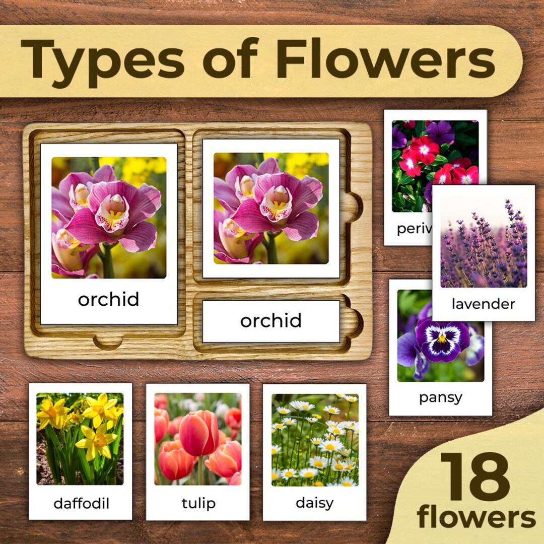 Types of Flowers Montessori Flash Cards Flowers Montessori 3 Part Cards ...