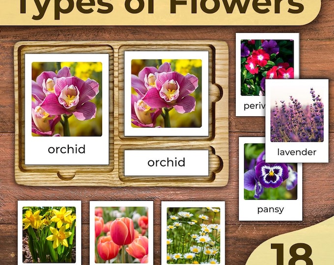 FLOWER Flash Cards and Poster, Printable, Safari Ltd Flower Toob ...