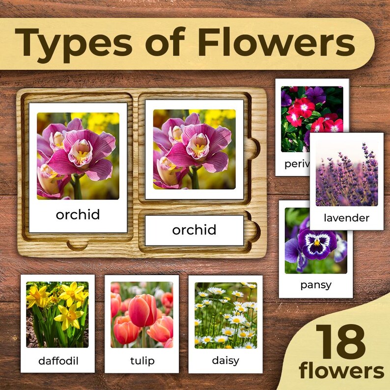 Types of Flowers Montessori Flash Cards Flowers Montessori 3 Part Cards ...
