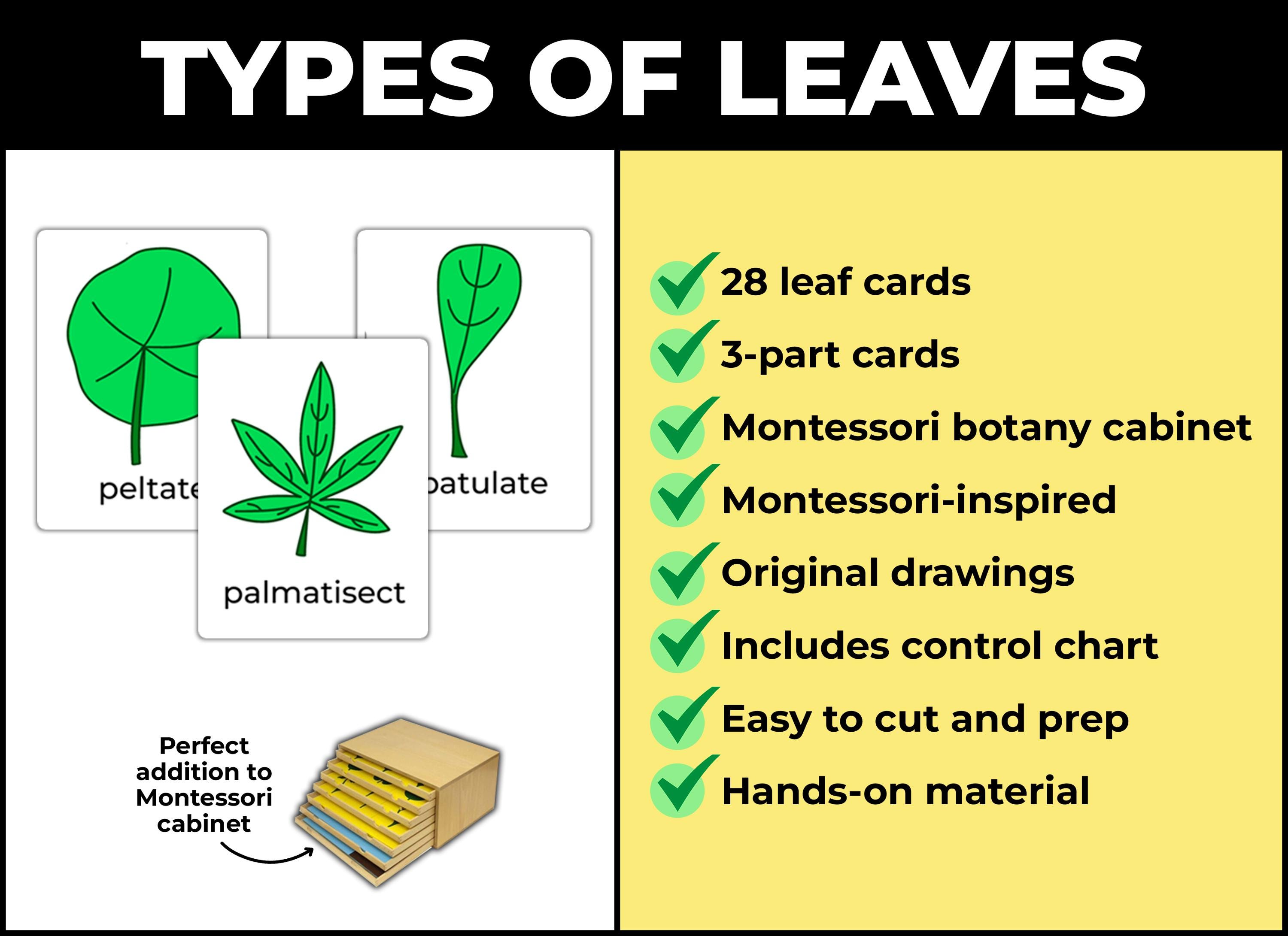 Types of Leaves Classification Leaf Types Sorting Activity Montessori ...