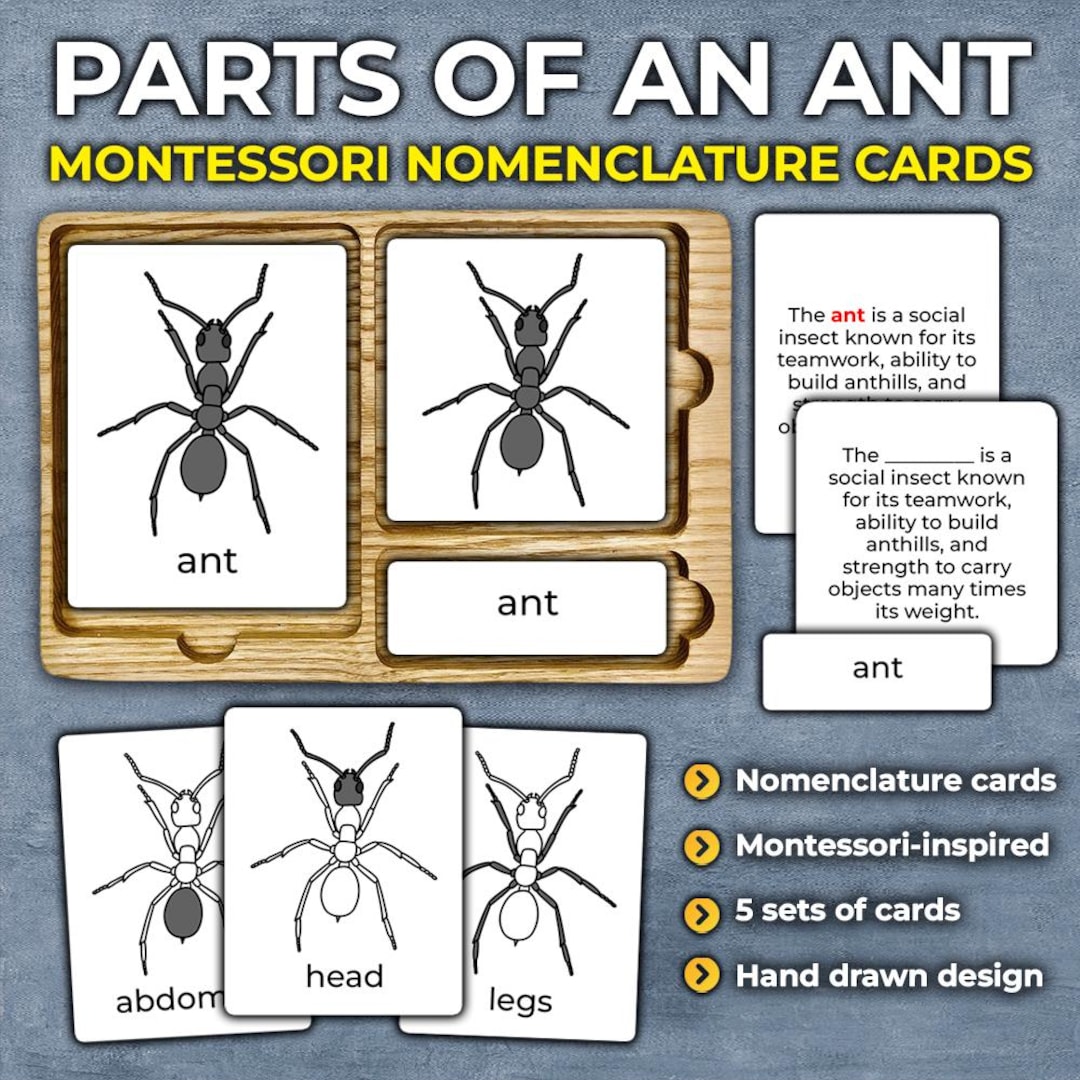 Ant Anatomy Parts of an Ant Insect Labeled Ant Anatomy of Ant ...