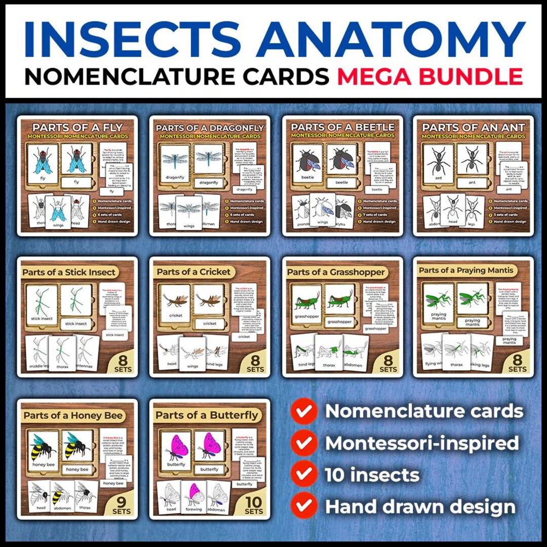 Insect Activities Insect Anatomy Insect Parts of an Insect Montessori ...