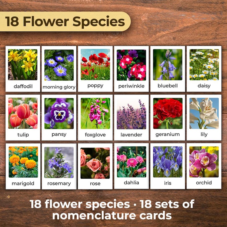 Types of Flowers Montessori Flash Cards Flowers Montessori 3 Part Cards ...