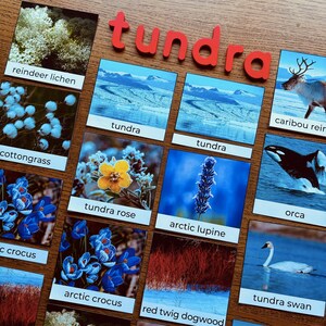 Tundra Habitat Unit Study Tundra Biome Unit Habitats Science Tundra ...