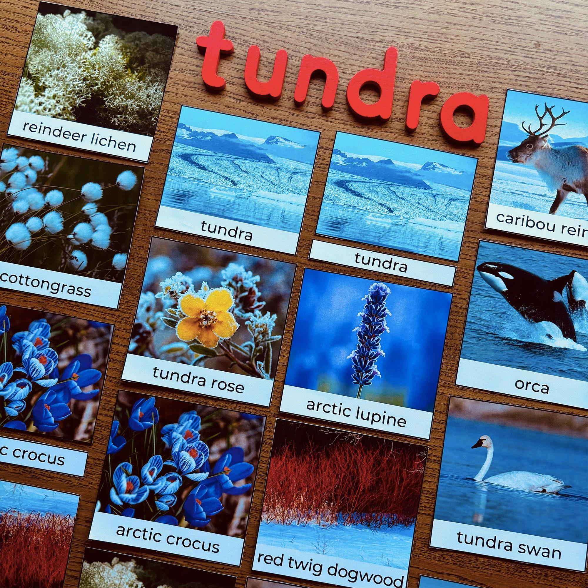 Tundra Habitat Unit Study Tundra Biome Unit Habitats Science Tundra ...