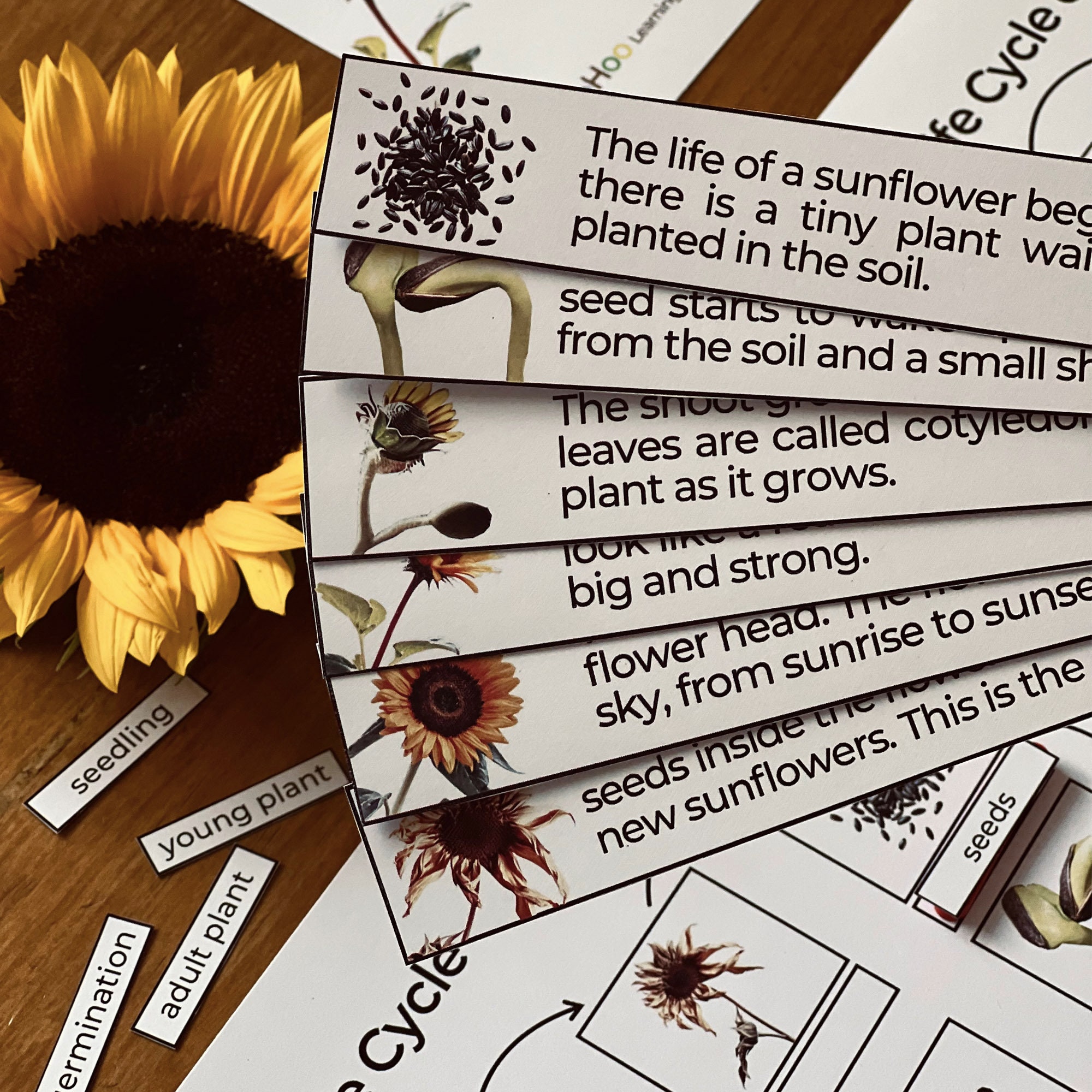 Sunflower Life Cycle Sunflower Anatomy Sunflower Printable Nature Study ...