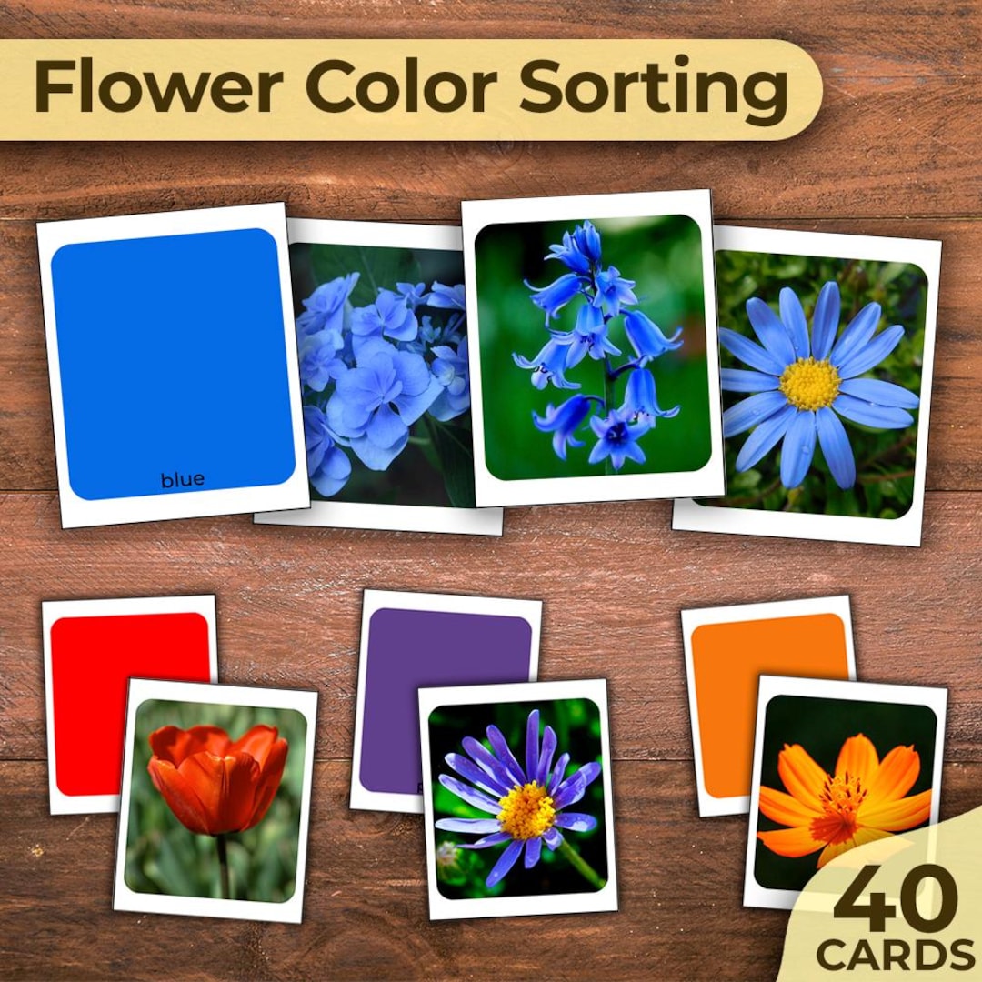 Flower Matching Activity Flower Color Sorting Flower Types Matching ...