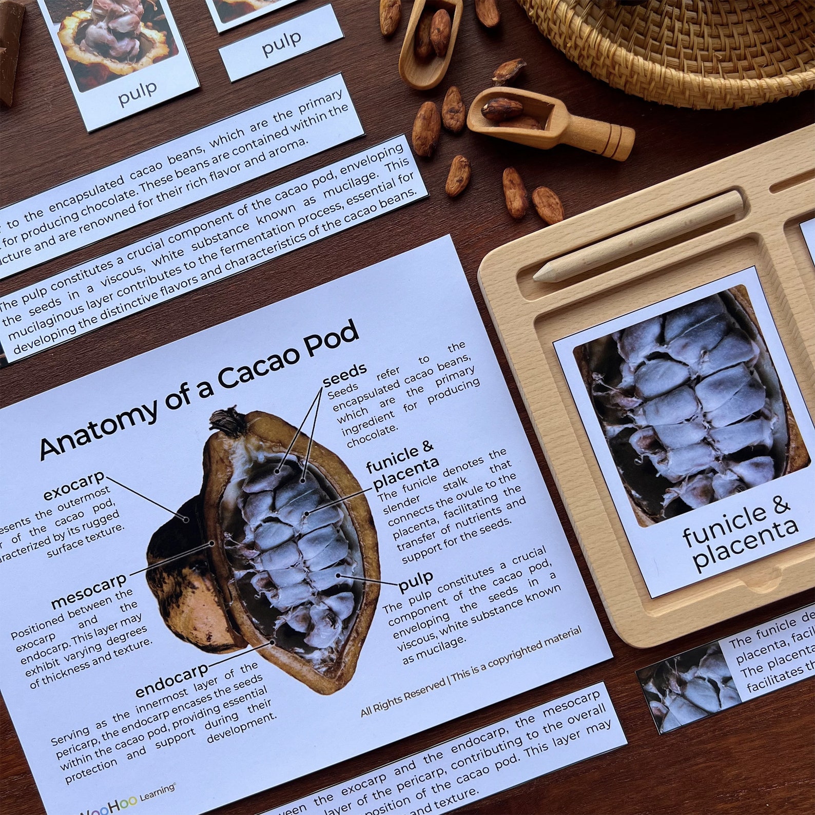 Cacao Pod Anatomy Chocolate Fruit Anatomy Chocolate Bean Parts Cacao ...