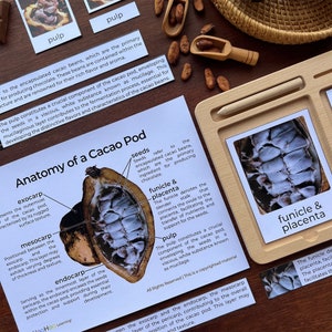 Cacao Pod Anatomy Chocolate Fruit Anatomy Chocolate Bean Parts Cacao ...