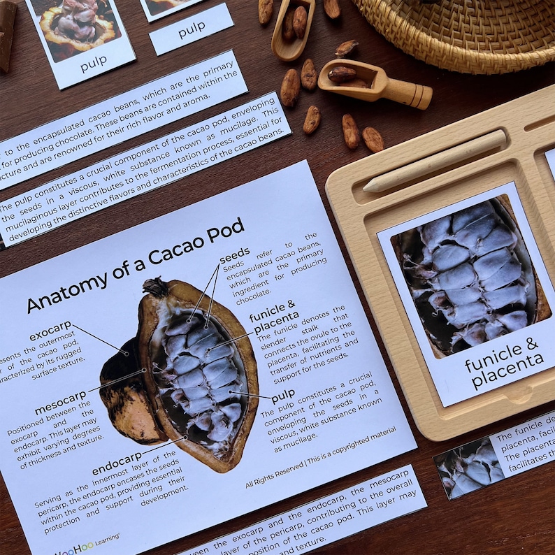 Cacao Pod Anatomy Chocolate Fruit Anatomy Chocolate Bean Parts Cacao ...