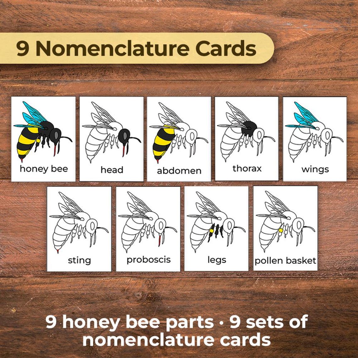 Honey Bee Anatomy Parts Honeybee Labeled Honey Bee Body Parts Anatomy ...