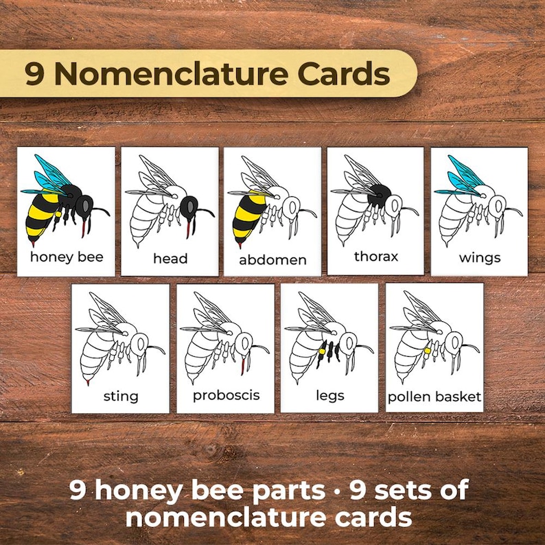 Honey Bee Anatomy Parts Honeybee Labeled Honey Bee Body Parts Anatomy ...