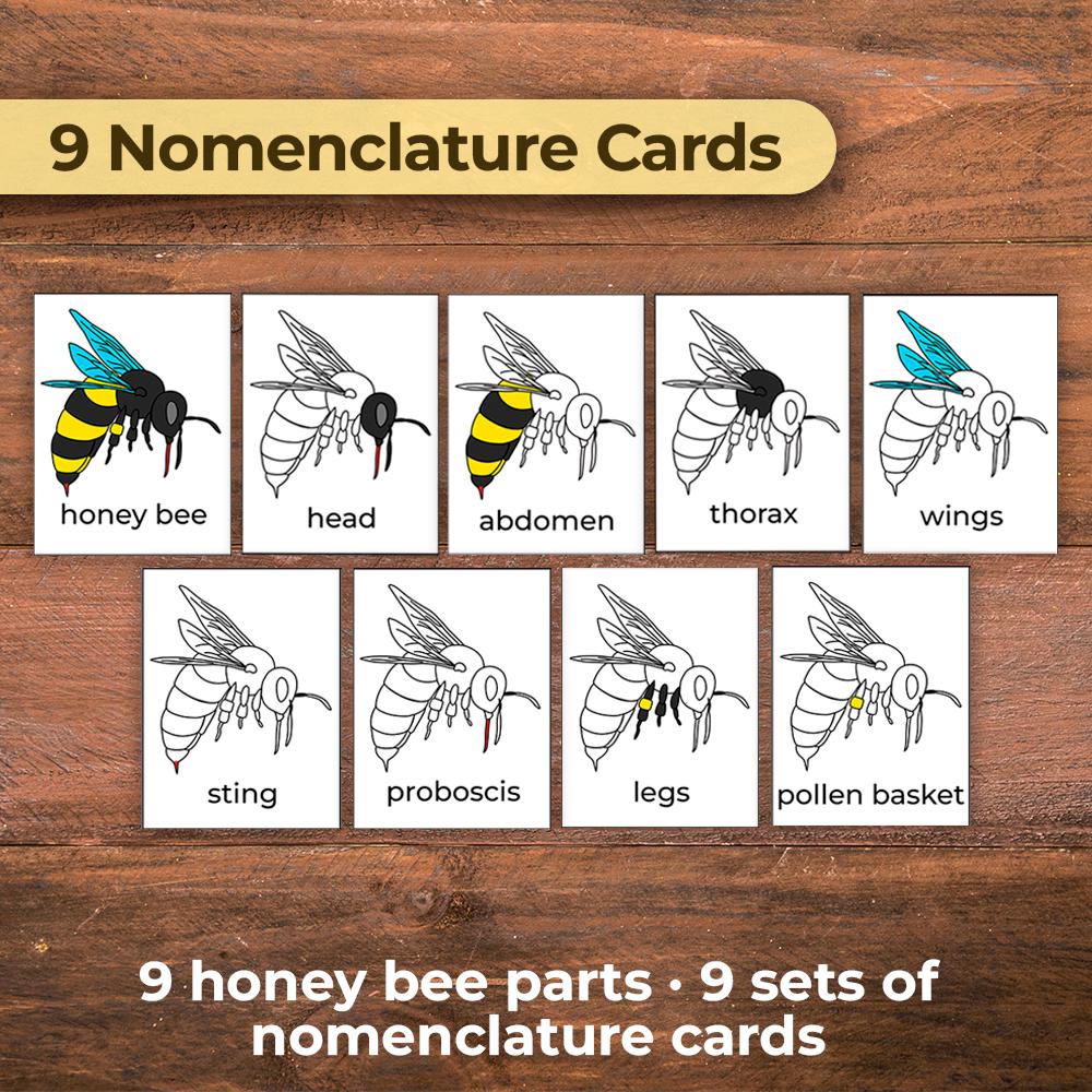 Honey Bee Anatomy Parts Honeybee Labeled Honey Bee Body Parts Anatomy ...