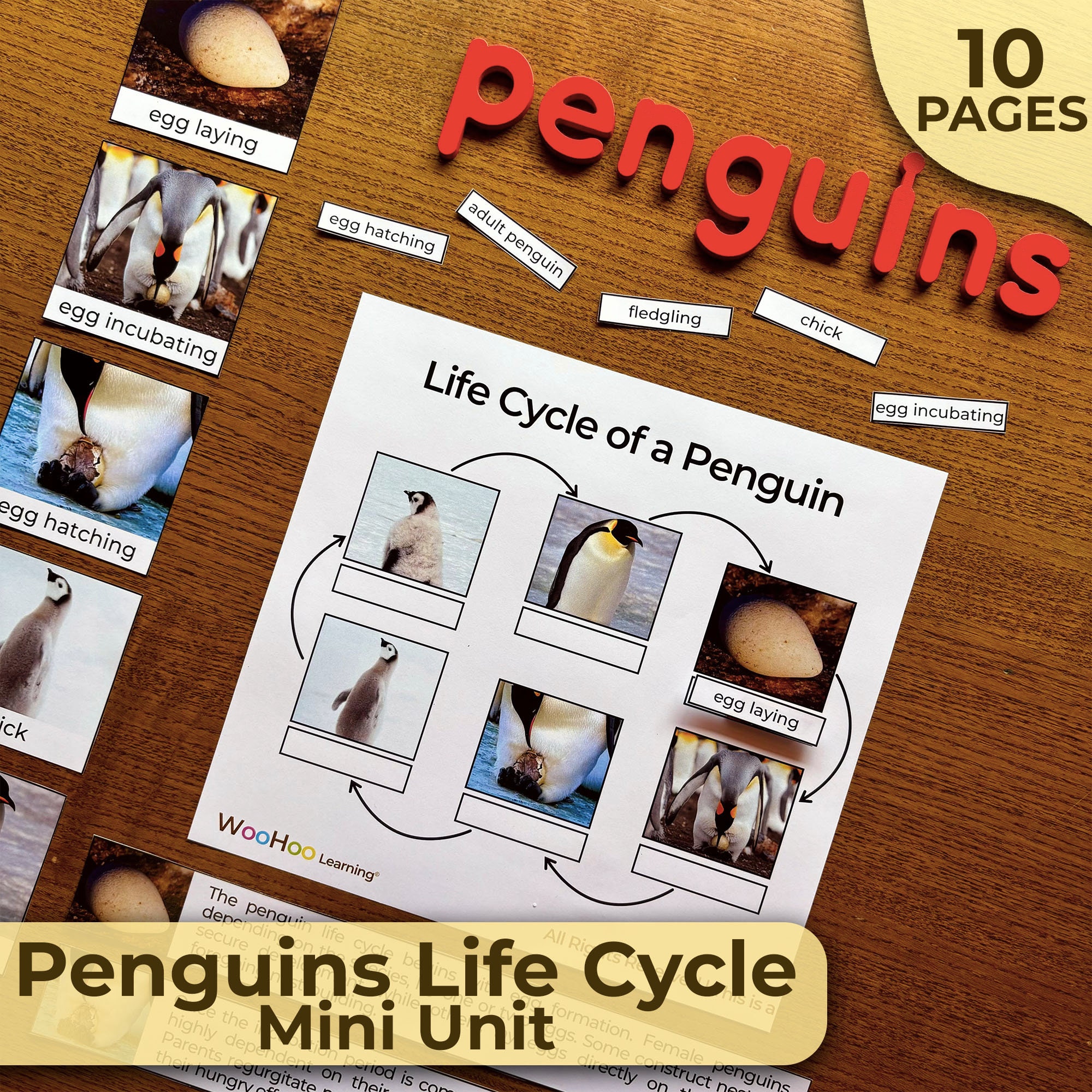 Penguins Life Cycle of a Penguin Life Cycle Unit Study Life Cycle of a ...