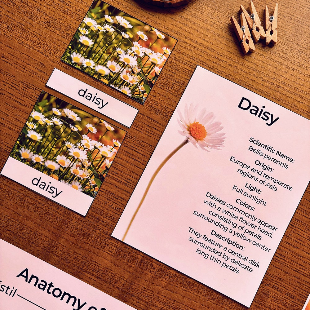 Types of Flowers Unit Study Flower Identification Flowers Montessori ...