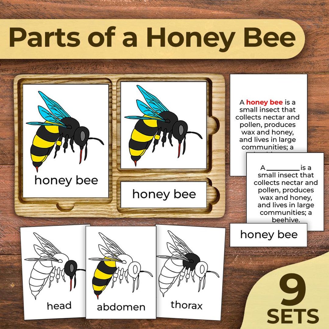 Honey Bee Anatomy Parts Honeybee Labeled Honey Bee Body Parts Anatomy ...