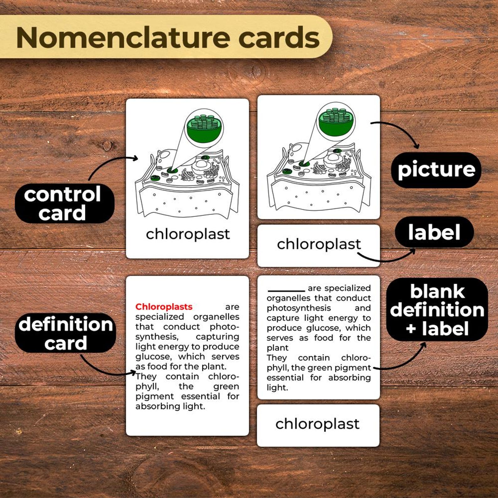 Parts of a Plant Cell Nomenclature Cards Plant Cell Diagram Plant Cell ...