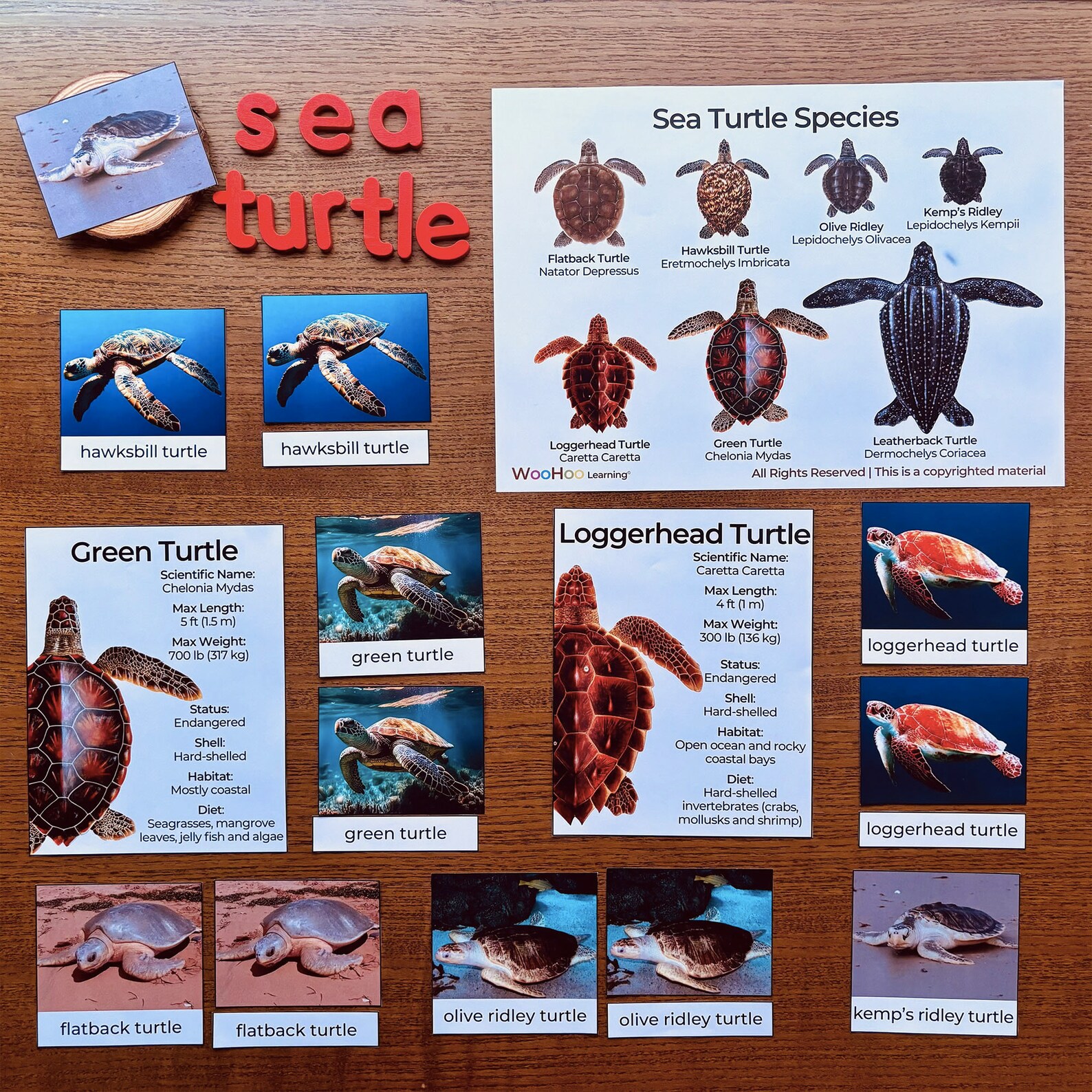 Sea Turtle Species Types of Sea Turtles All About Sea Turtles 3 Part ...