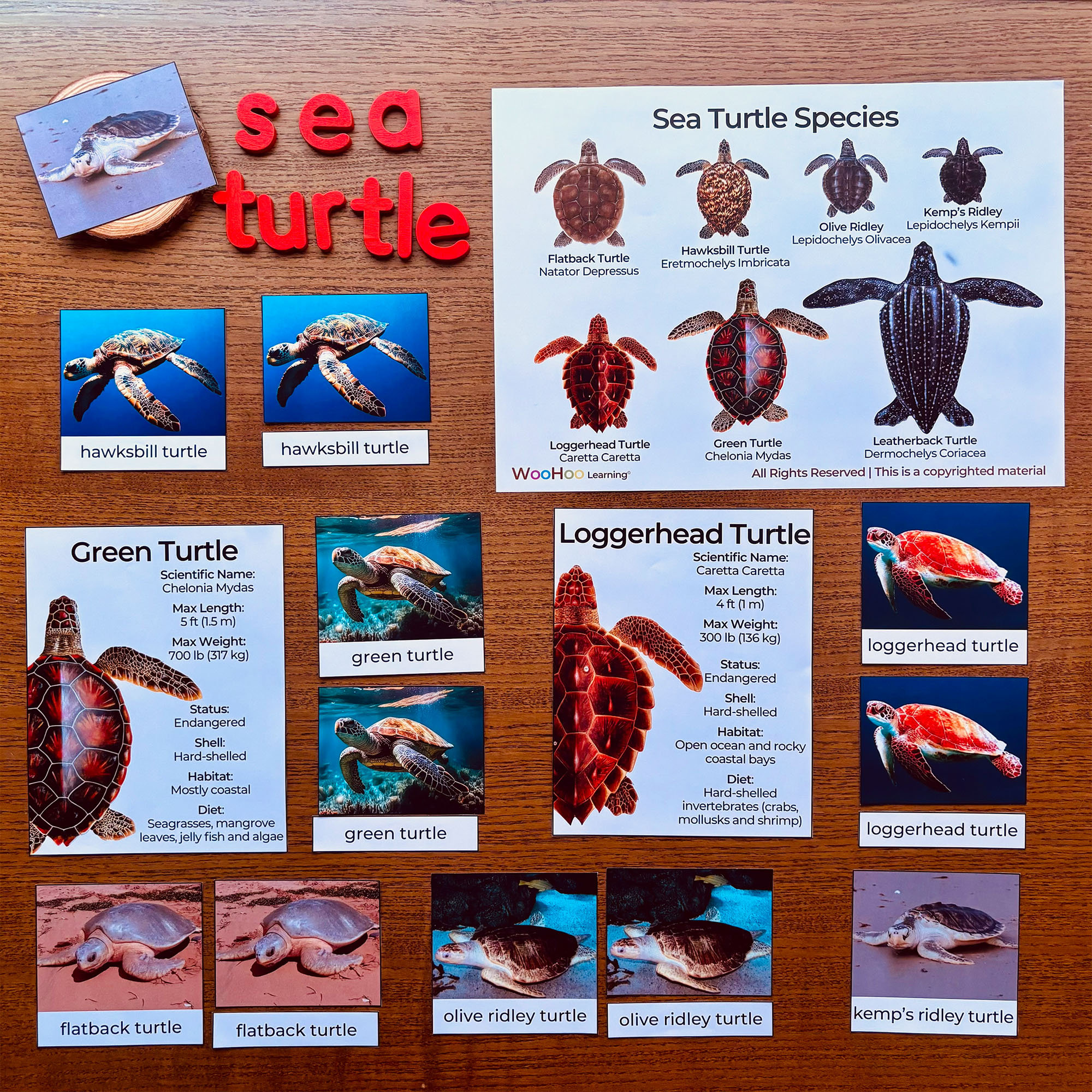 Sea Turtle Species Types of Sea Turtles All About Sea Turtles 3 Part ...