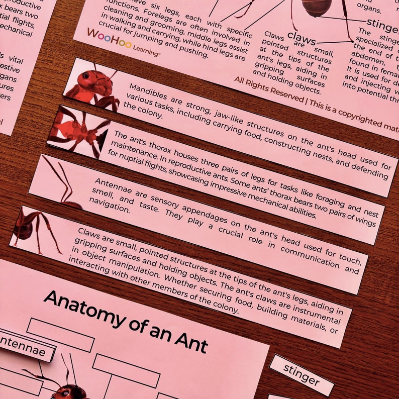 Ants Anatomy Parts of an Ant Anatomy Unit Study Ants Anatomy Nature ...