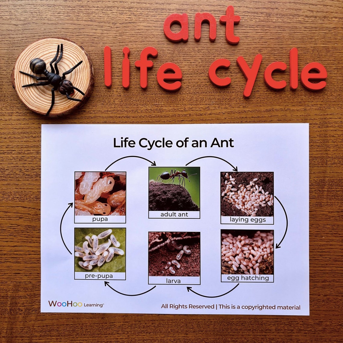 Ants Life Cycle Ant Life Cycle Stages Ants Life Cycle Poster Charlotte ...