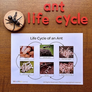 Ants Life Cycle Ant Life Cycle Stages Ants Life Cycle Poster Charlotte ...