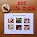 Ants Life Cycle Ant Life Cycle Stages Ants Life Cycle Poster Charlotte ...