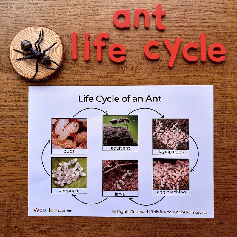 Ants Life Cycle Ant Life Cycle Stages Ants Life Cycle Poster Charlotte ...