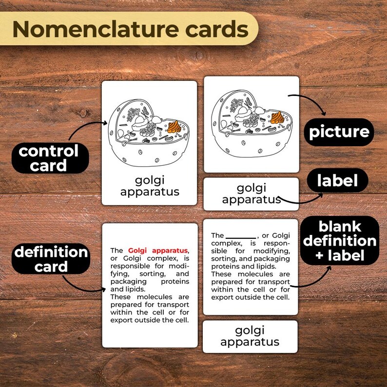 Parts of an Animal Cell Nomenclature Cards Animal Cell Diagram Animal ...
