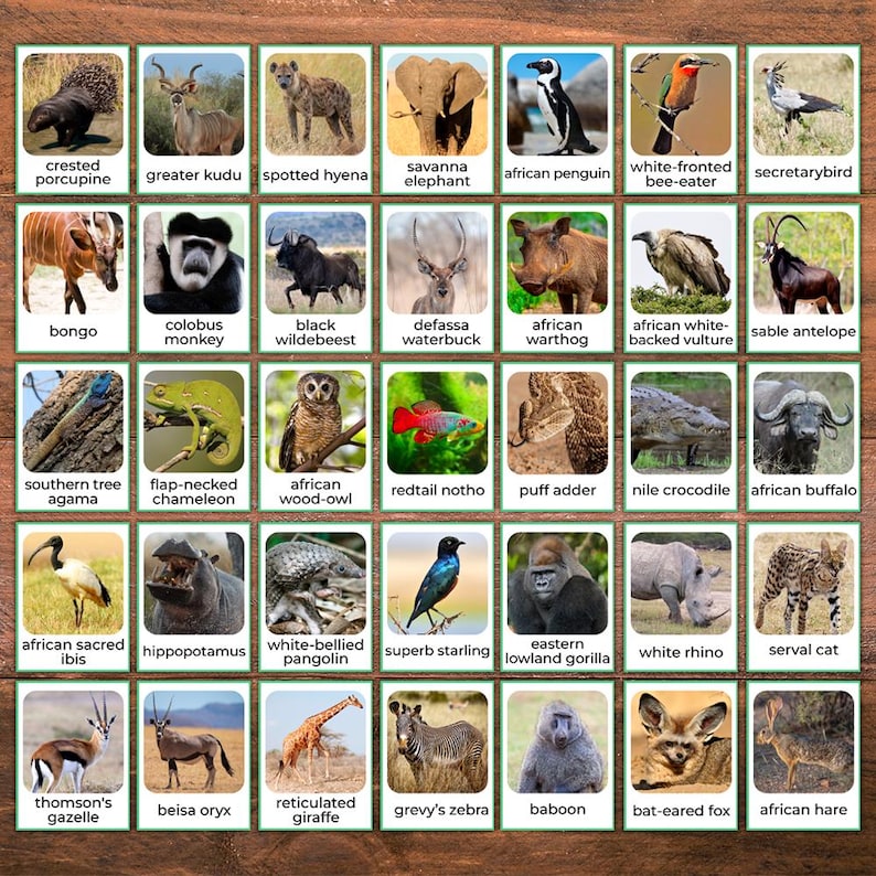 Animals of Africa African Savanna Animals Safari Animals Montessori ...