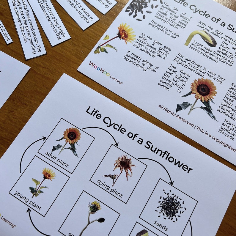 Sunflower Life Cycle Sunflower Unit Study Sunflower Growth Stages ...