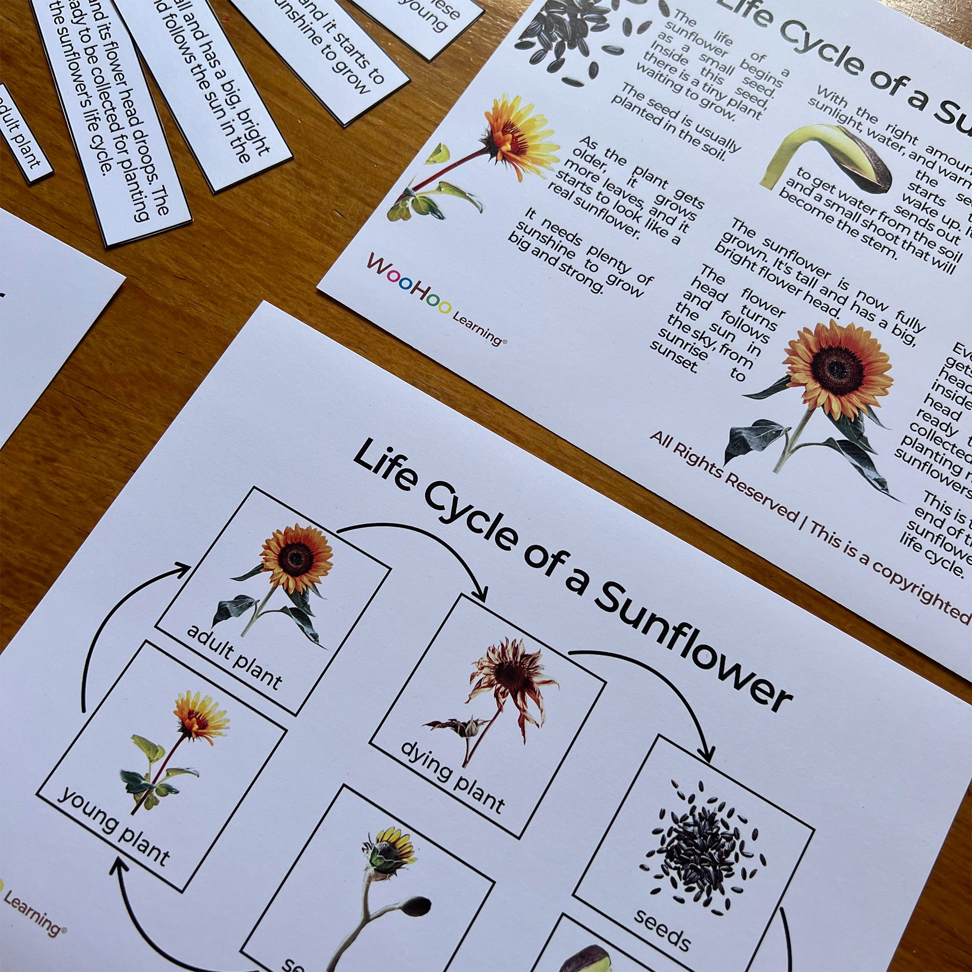 Sunflower Life Cycle Sunflower Unit Study Sunflower Growth Stages ...