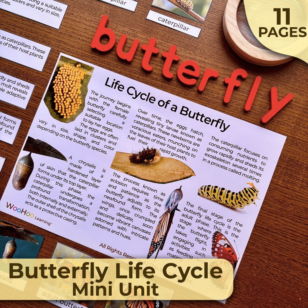 Butterfly Life Cycle Stages of Butterfly Life Cycle Butterfly Nature ...