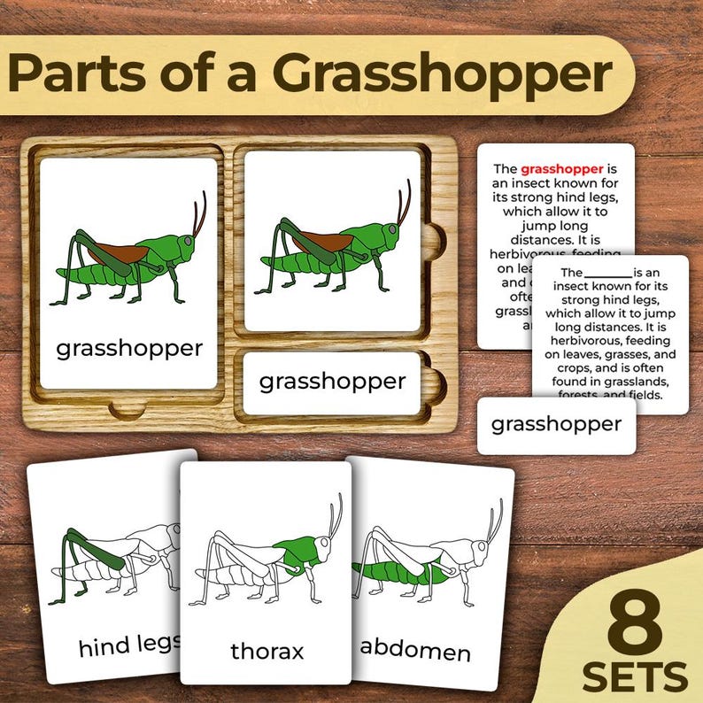 Parts of a Grasshopper Body Parts of a Grasshopper Anatomy Parts ...